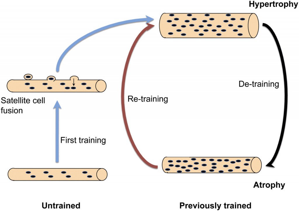 Consejos para tener un buen crecimiento muscular (III)